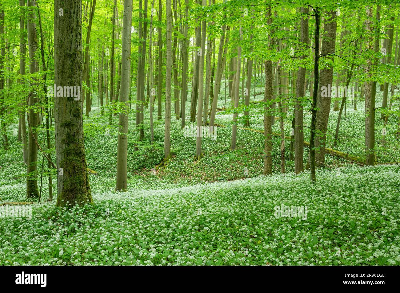 Red beech (Fagus sylvatica) forest with flowering ramsons (Allium ...