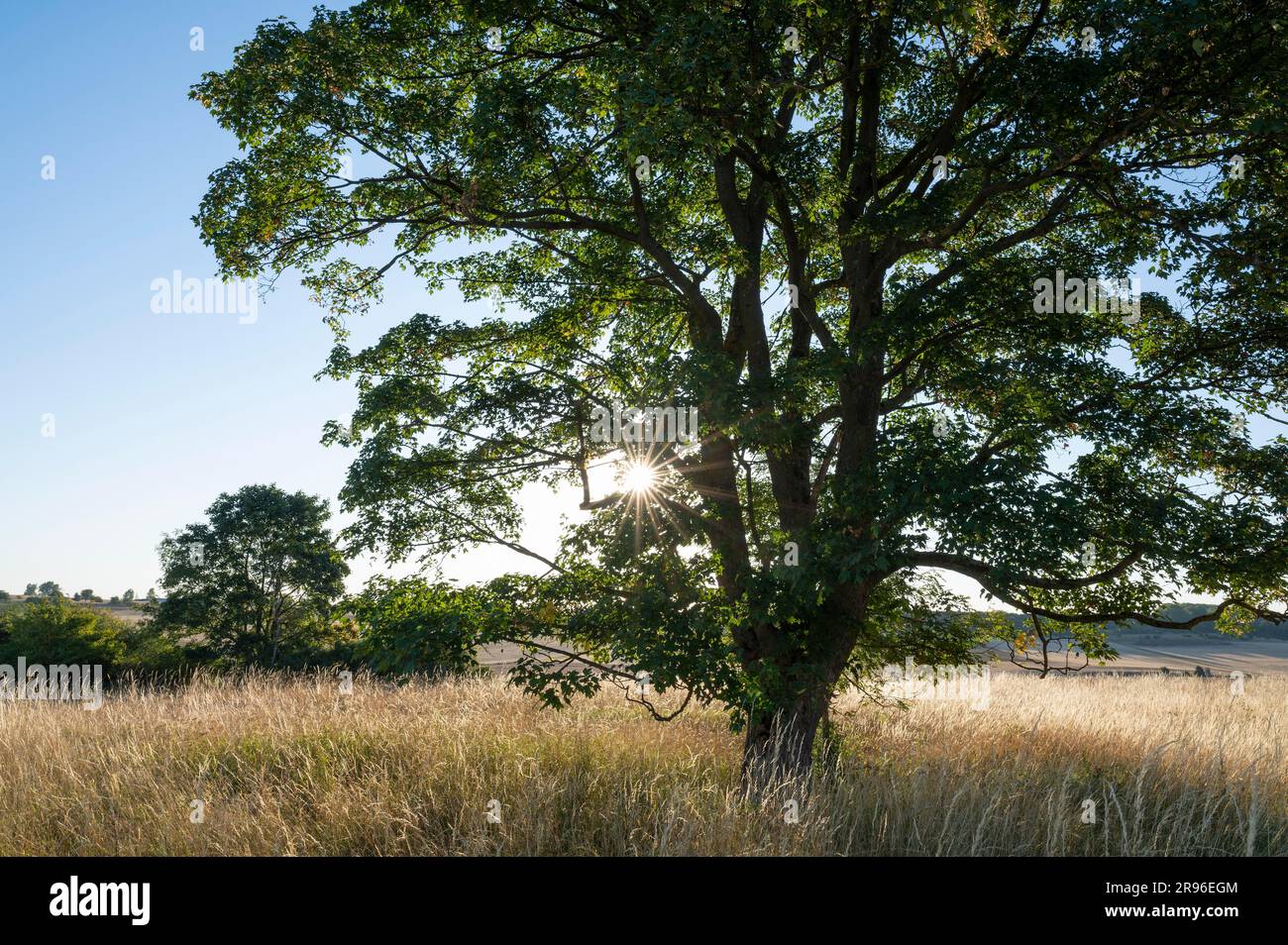 Sycamore maple (Acer pseudoplatanus), solitary tree, backlit with sun ...