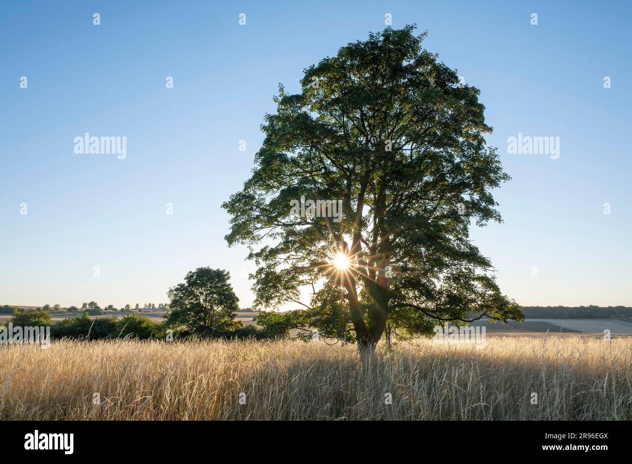 Sycamore maple (Acer pseudoplatanus), solitary tree, backlit with sun ...