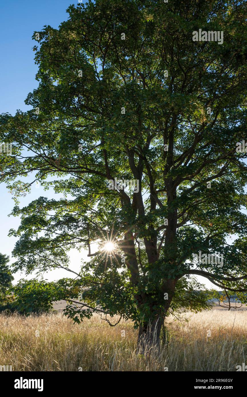 Acer tree silhouette hi-res stock photography and images - Alamy