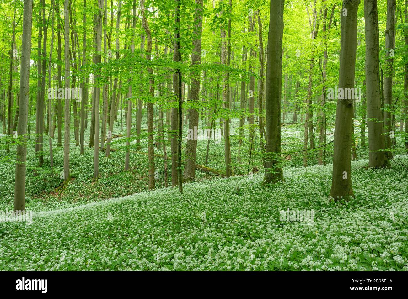 Red beech (Fagus sylvatica) forest with flowering ramsons (Allium ...