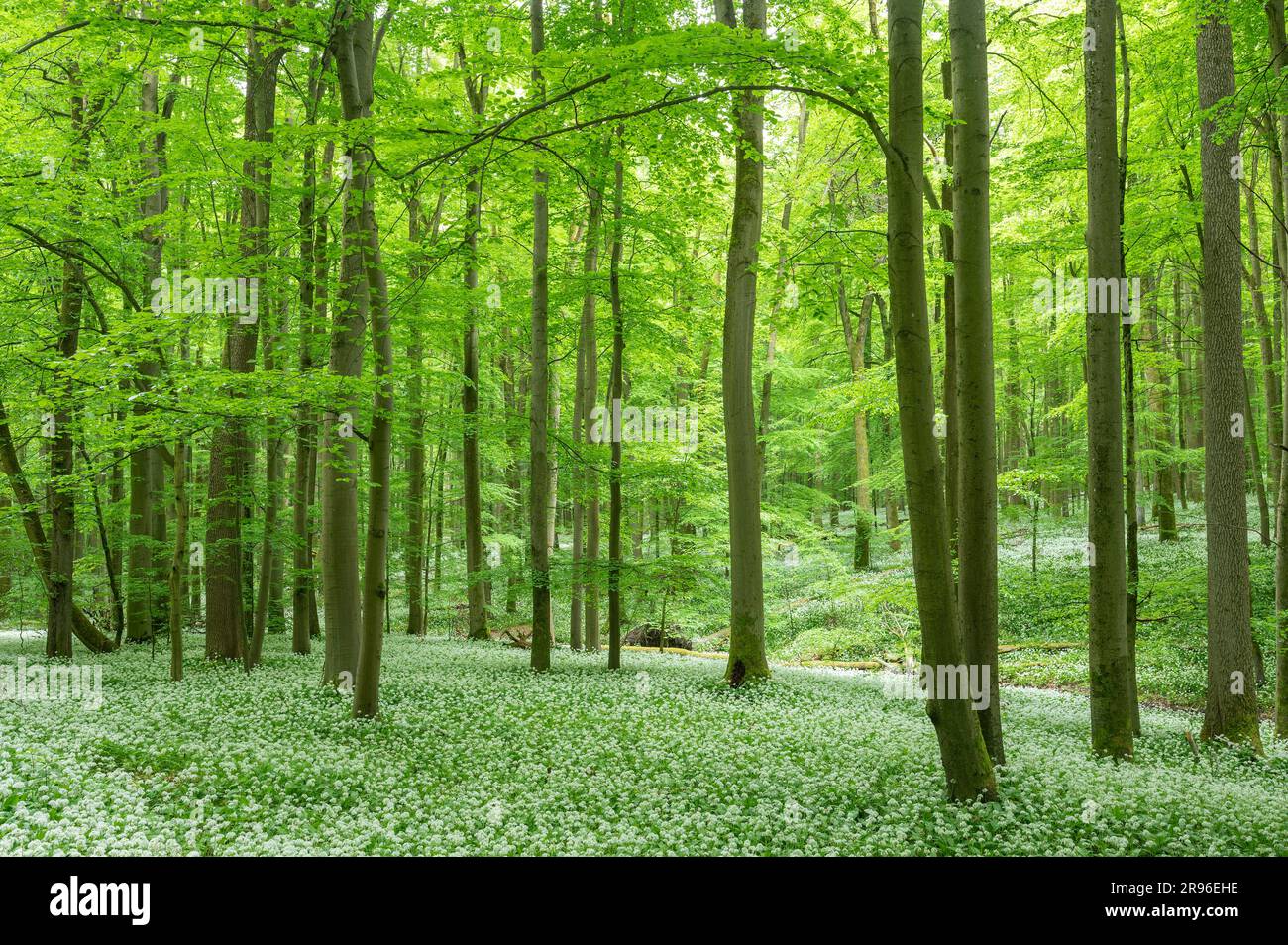 Red beech (Fagus sylvatica) forest with flowering ramsons (Allium ...