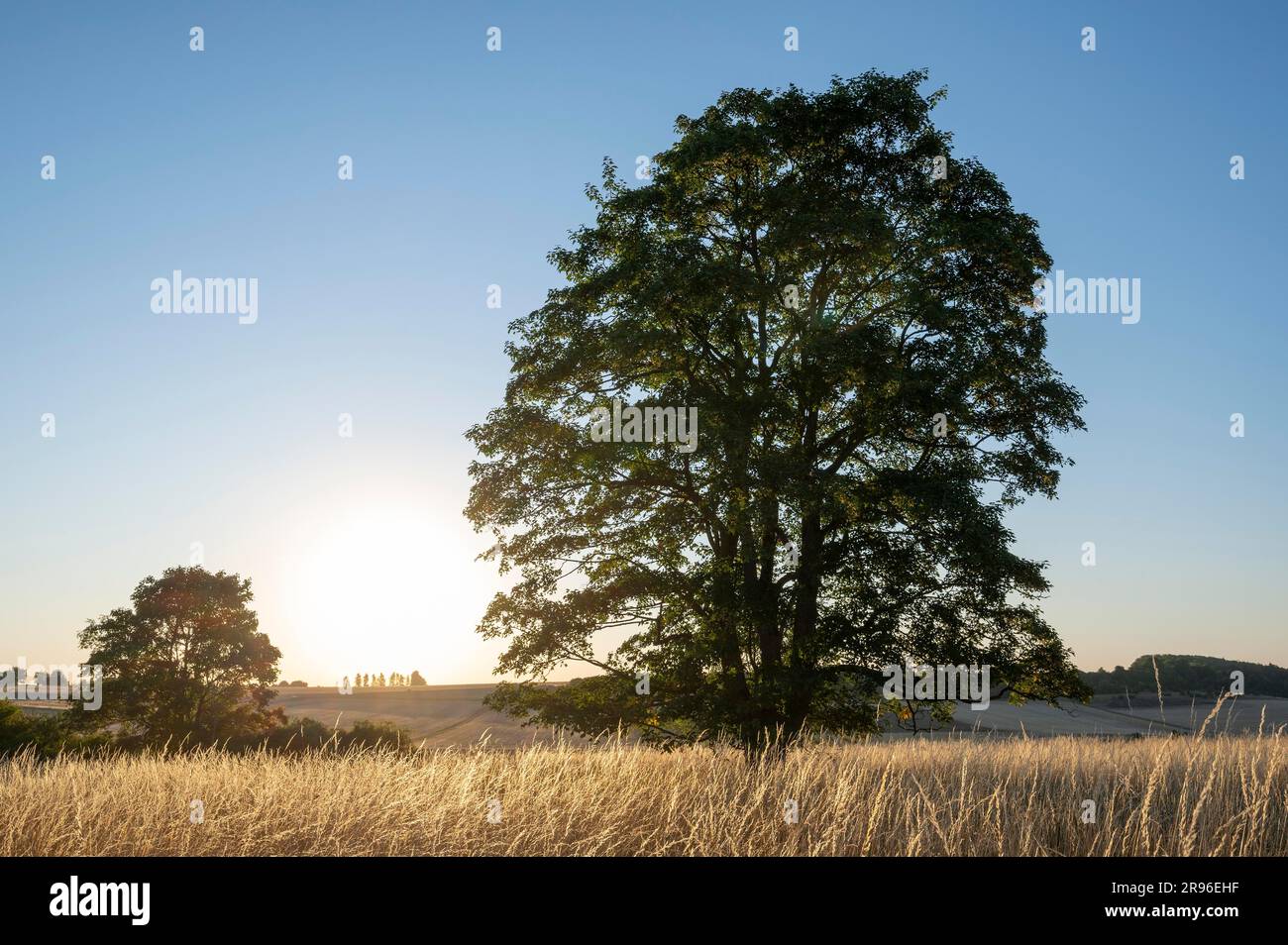 Acer tree silhouette hi-res stock photography and images - Alamy