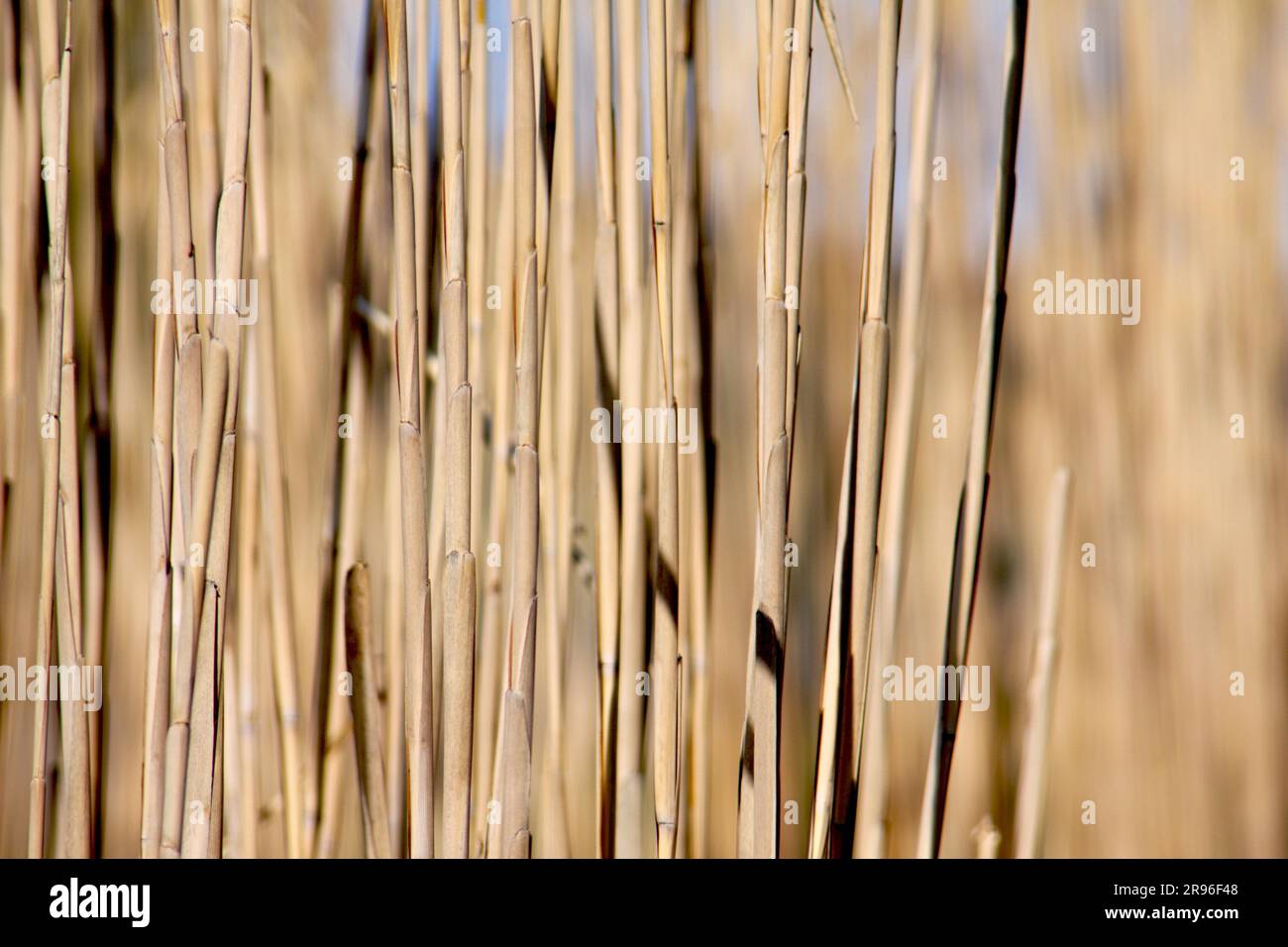 Reed handle hi-res stock photography and images - Alamy
