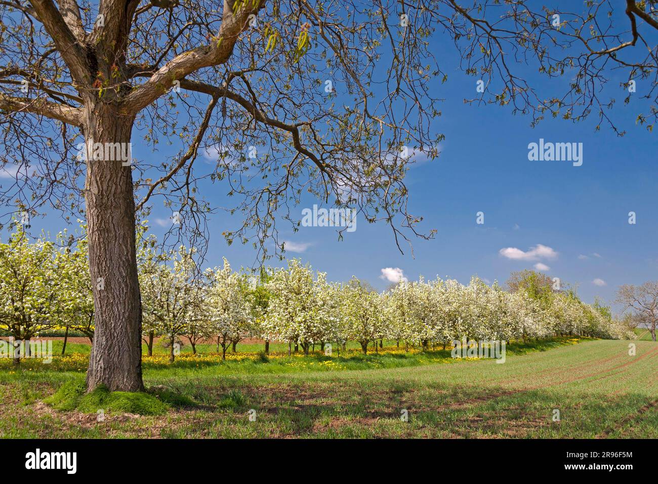 Walnut orchard hi-res stock photography and images - Alamy