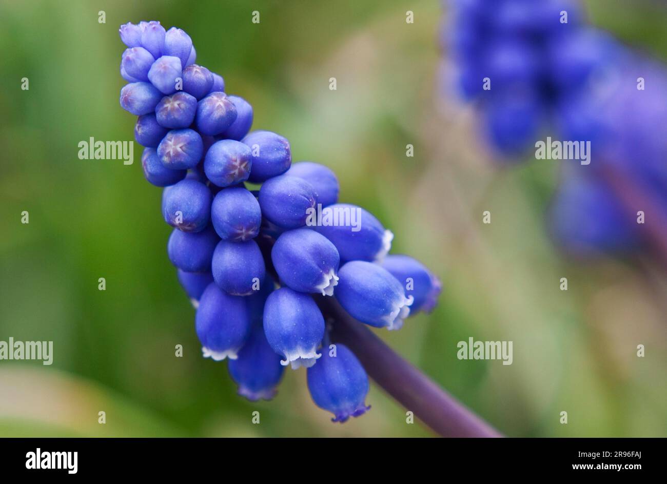 Grape hyacinth flower Stock Photo - Alamy