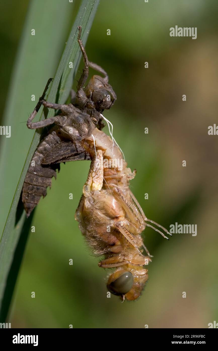 Eye hatch hi-res stock photography and images - Alamy