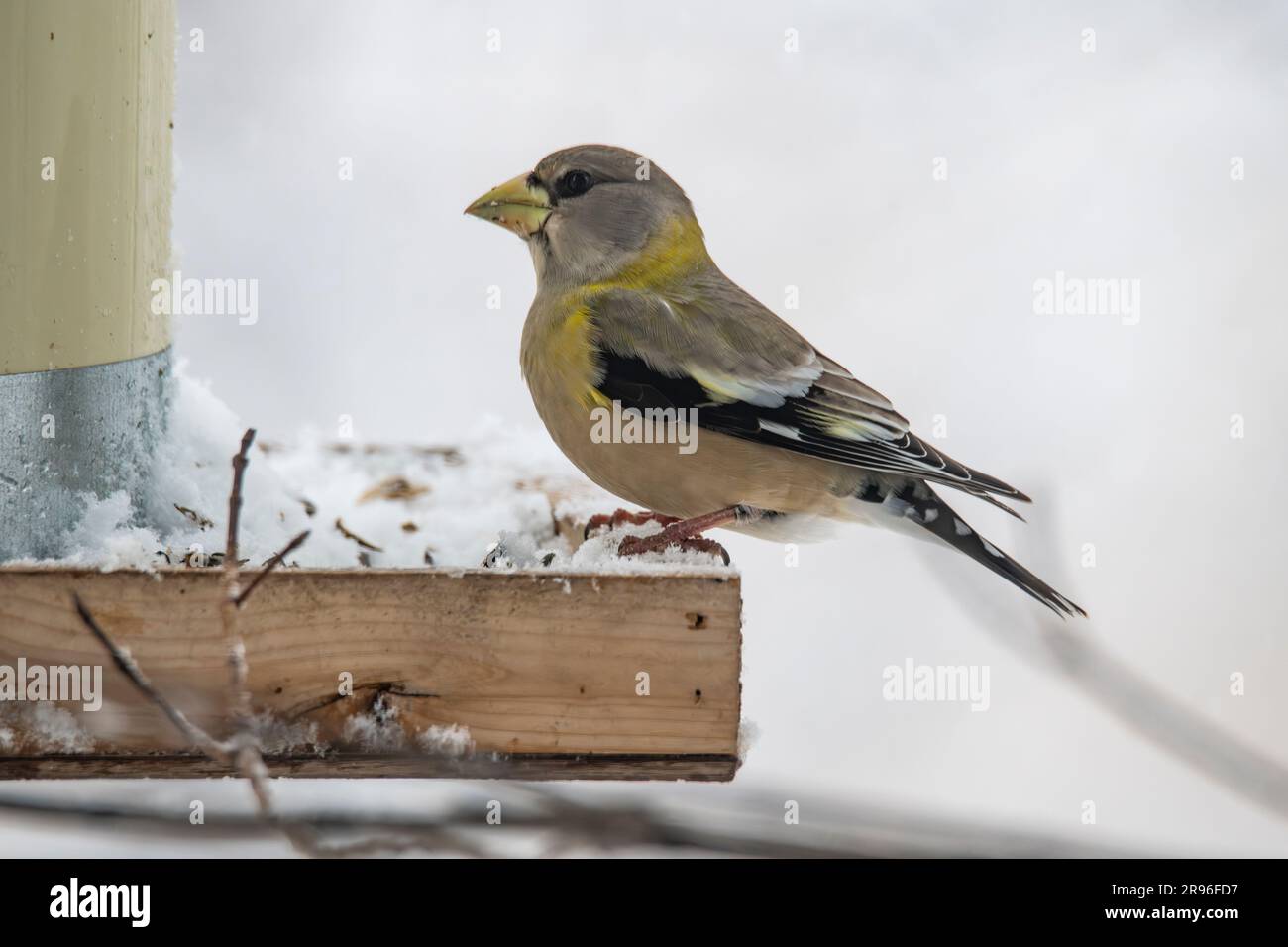 female, evening grosbeak, Hesperiphona vespertine, on bird feeder, and ...