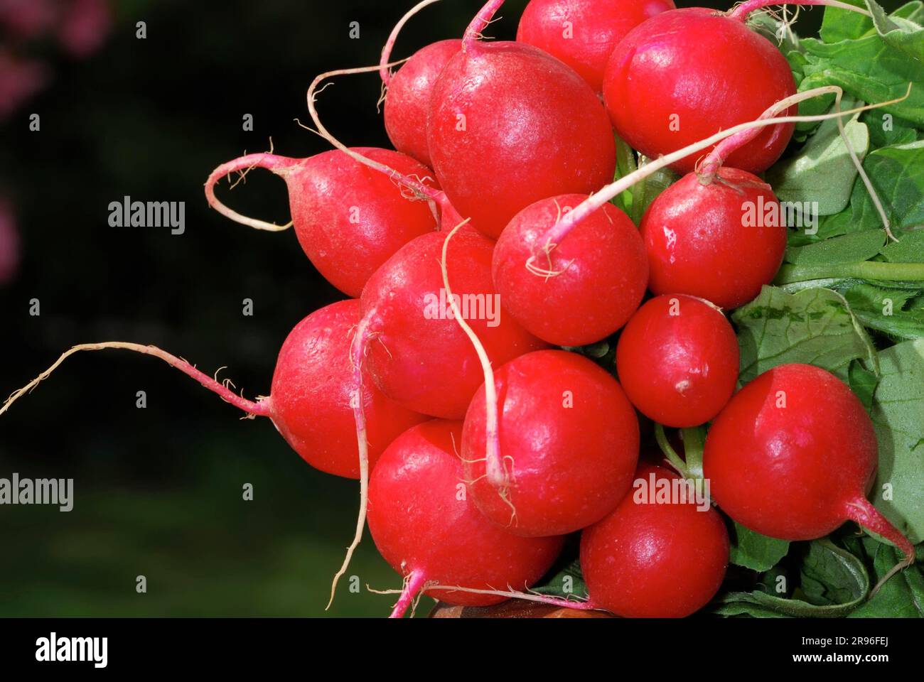 Bunch of fresh red radish Stock Photo - Alamy