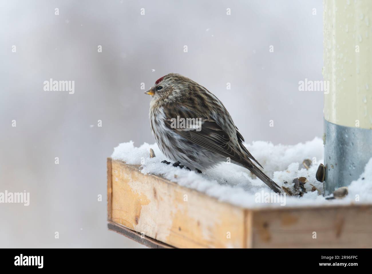 Common Redpoll, flammea Acanthis,searching for food during Winter ...
