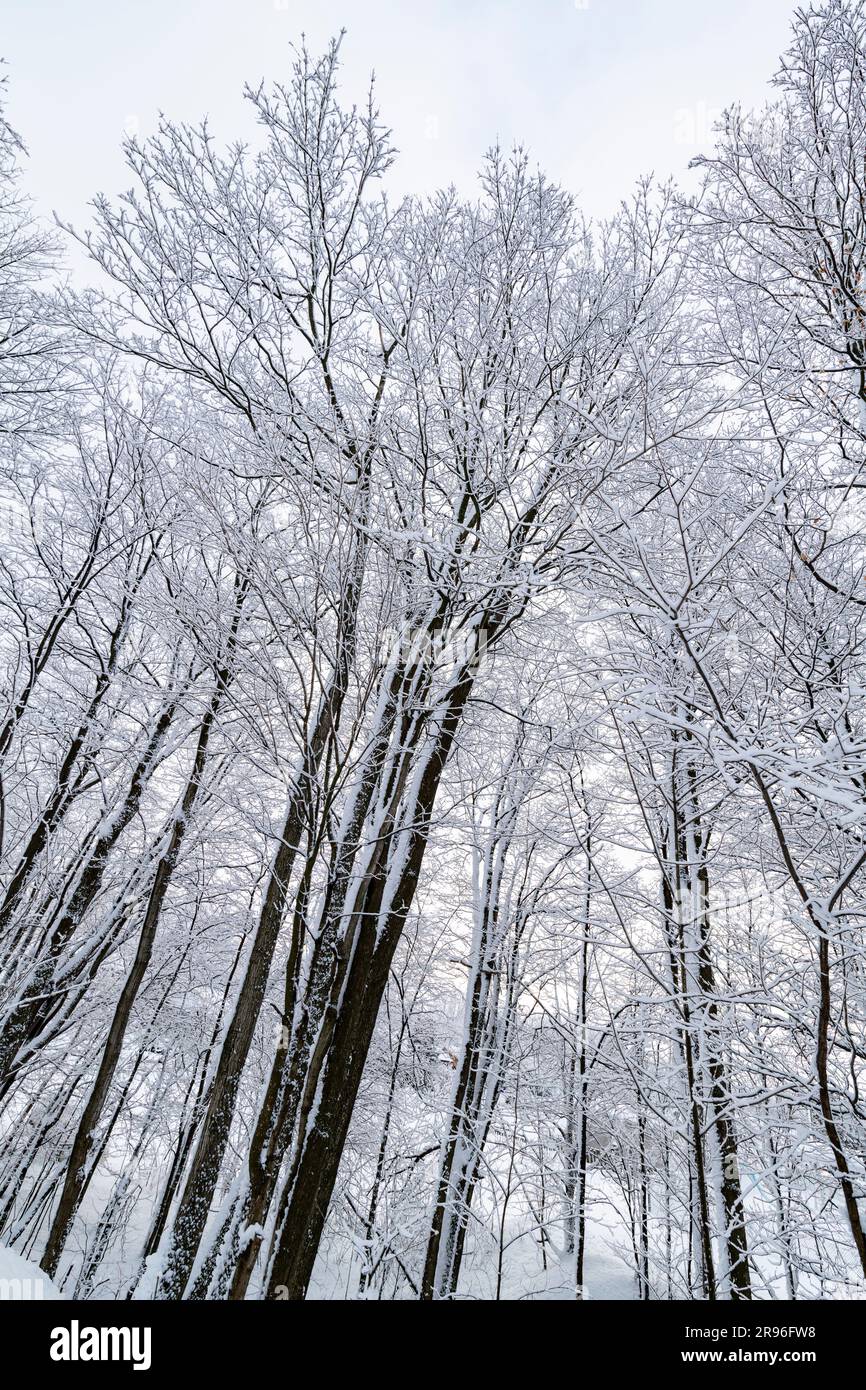 Winter scene after and during heavy snowfall, Brownsburg, Quebec ...