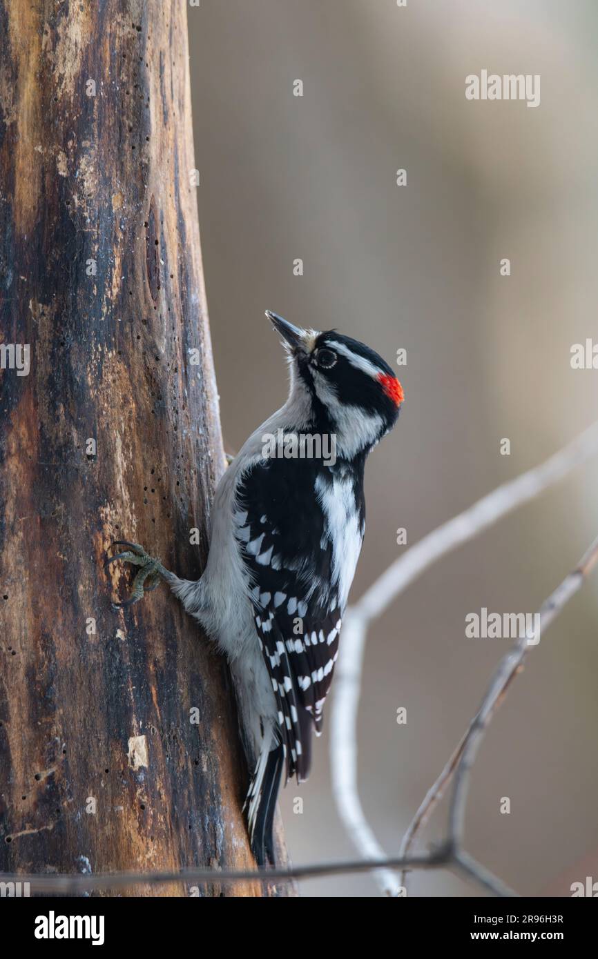 male Downy woodpecker, Dryobates pubescens, on tree trunk looking for ...