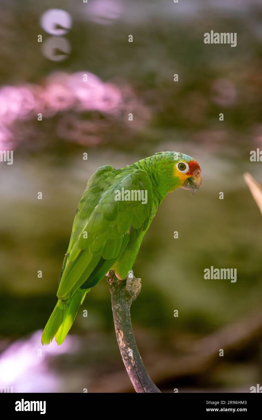 Perroquet hi-res stock photography and images - Alamy