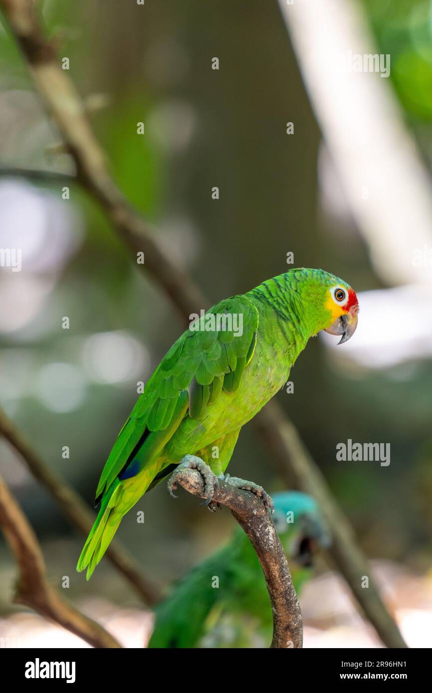 Perroquet hi-res stock photography and images - Alamy