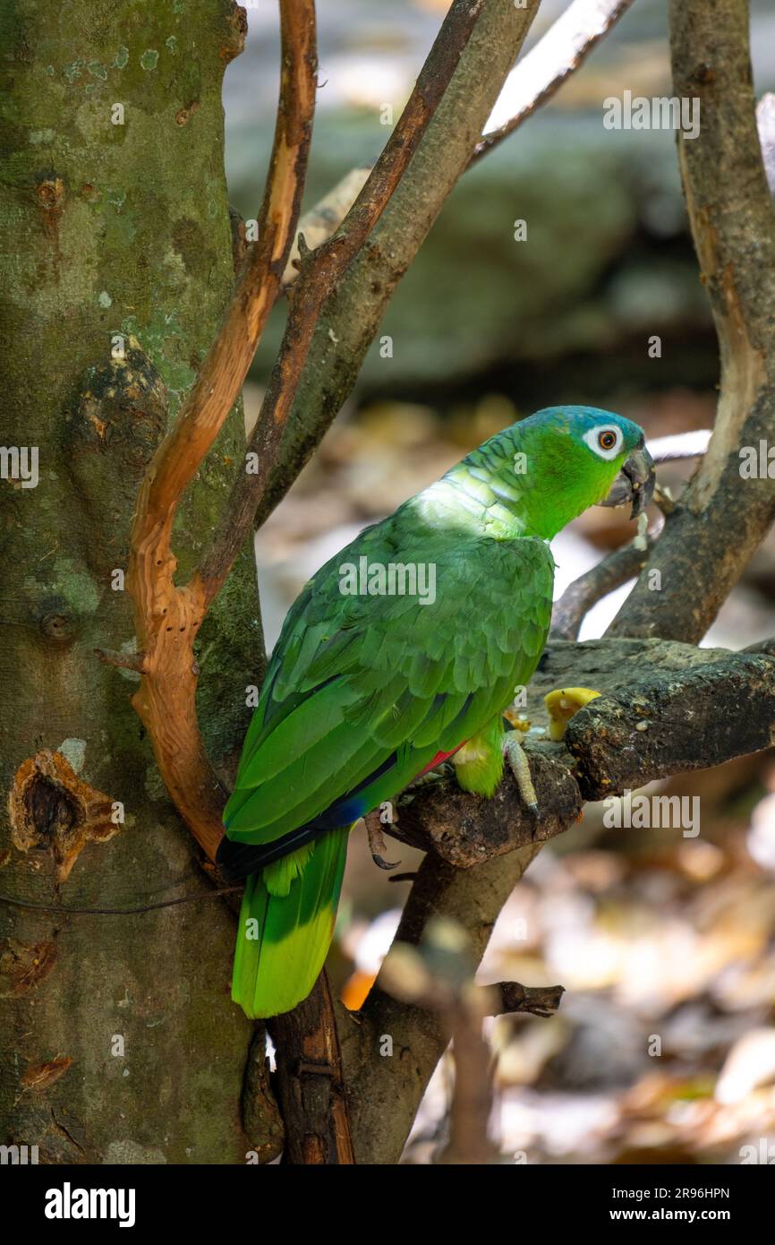 Perroquet à front bleu, Yucatan, Mexique Stock Photo - Alamy