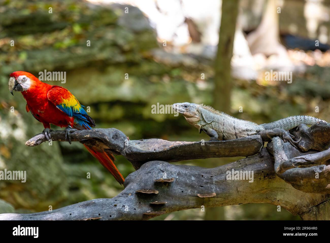 Perroquet Ara rouge et une Iguanide sur la même branche,, Yucatan ...