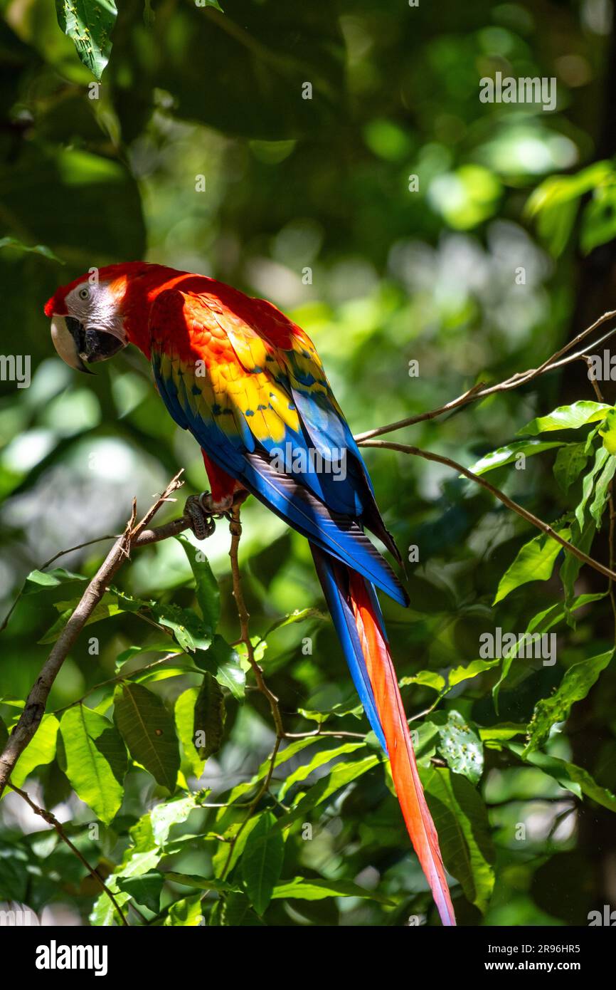 Perroquet ara rouge hi-res stock photography and images - Alamy