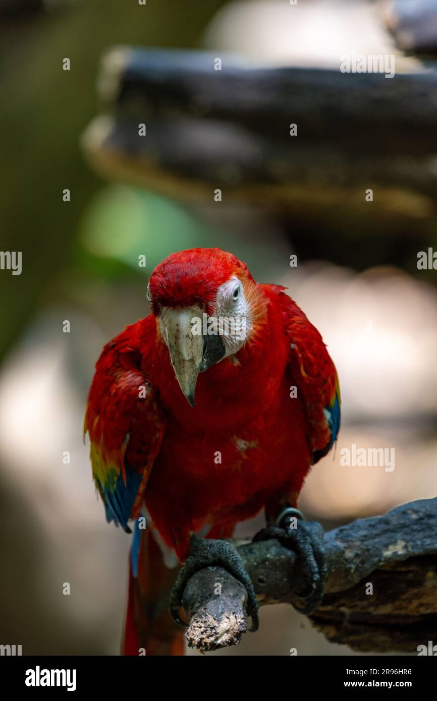 Perroquet rouge hi-res stock photography and images - Alamy