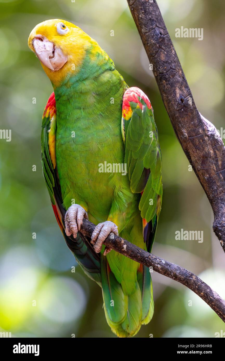 Perroquet tete jaune hi-res stock photography and images - Alamy