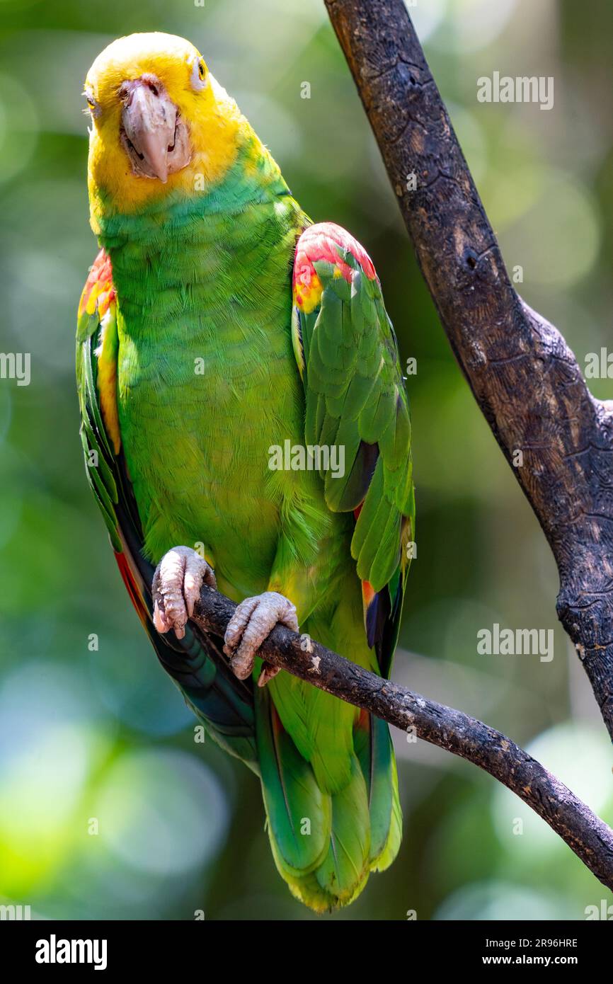 Perroquet tete jaune hi-res stock photography and images - Alamy