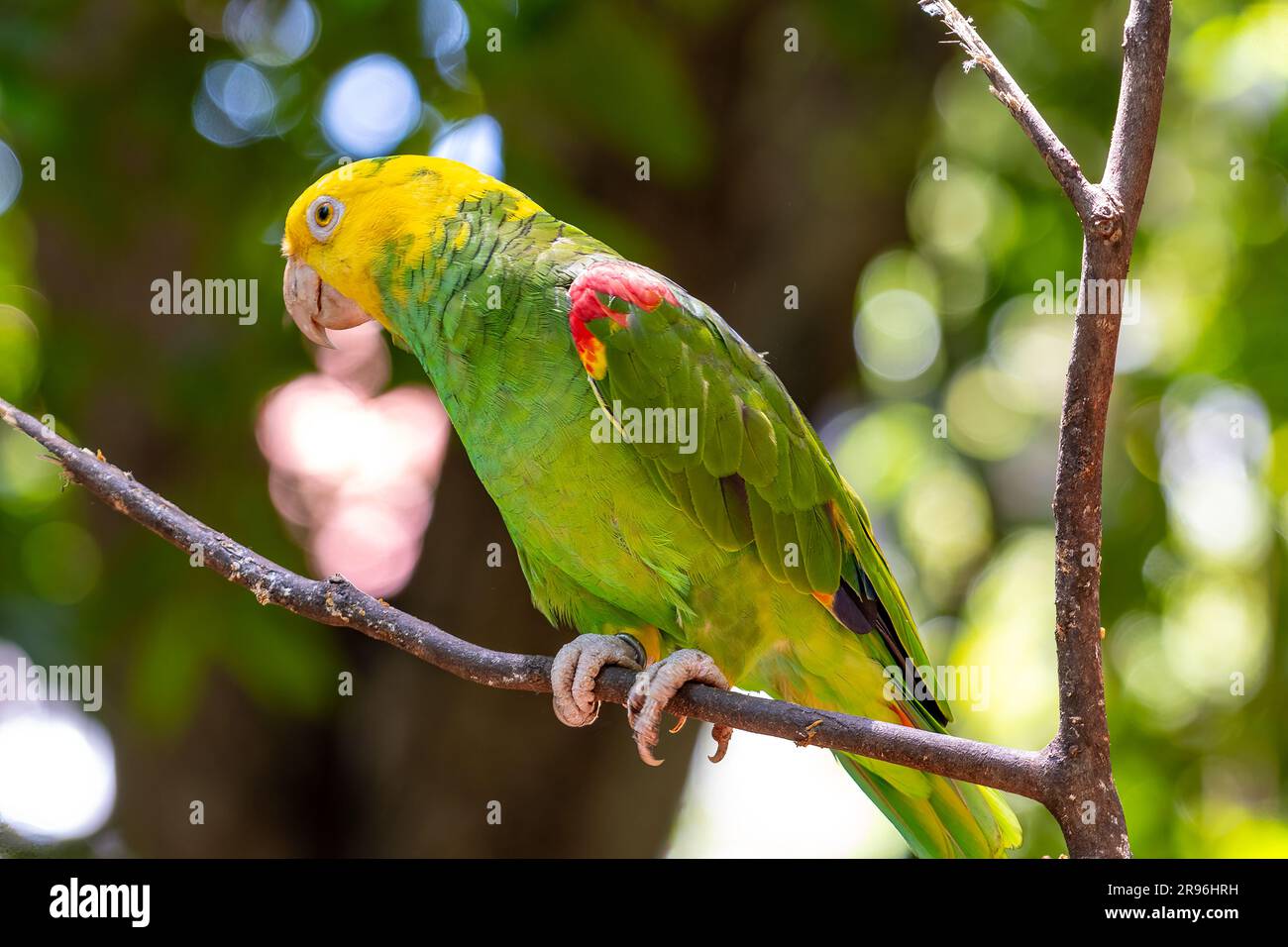 Perroquet tete jaune hi-res stock photography and images - Alamy