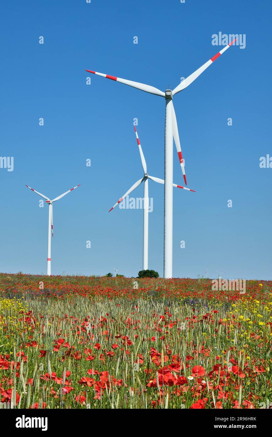 Wind turbines and red poppies seen in Germany Stock Photo - Alamy