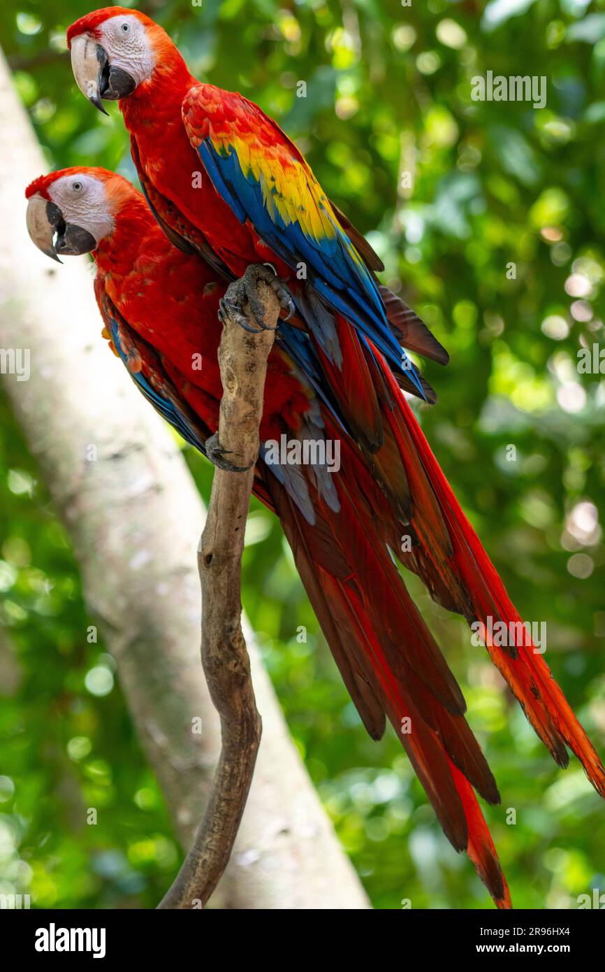 Perroquet Ara rouge, Yucatan, Mexique Stock Photo - Alamy