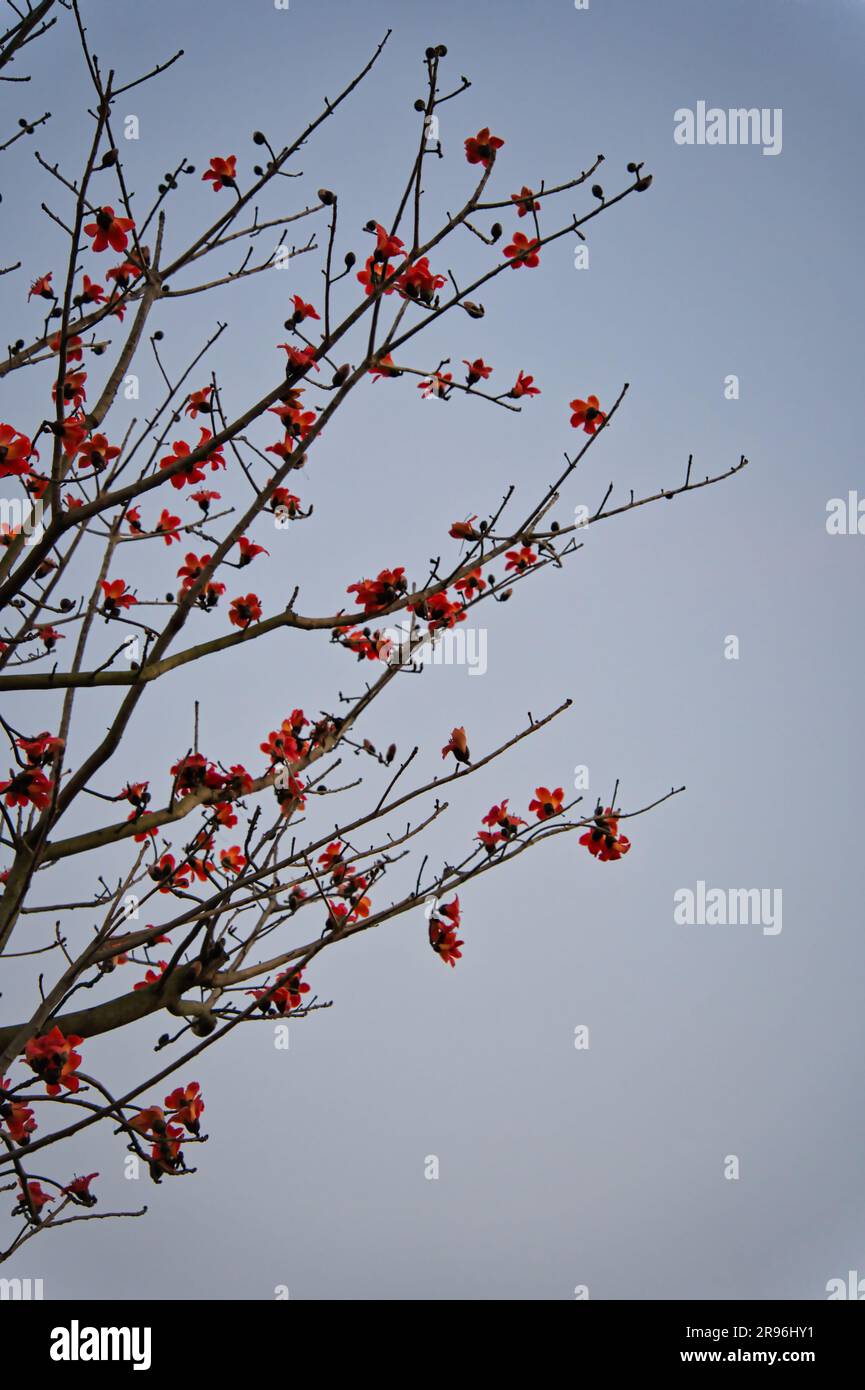 A low angle of a vibrant landscape featuring a cluster of delicate fire ...