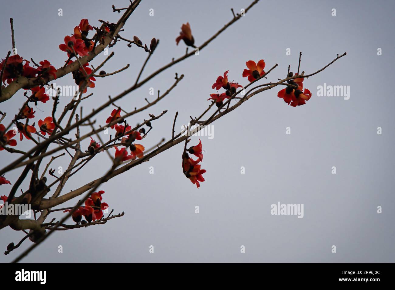 A low angle of a vibrant landscape featuring a cluster of delicate fire ...