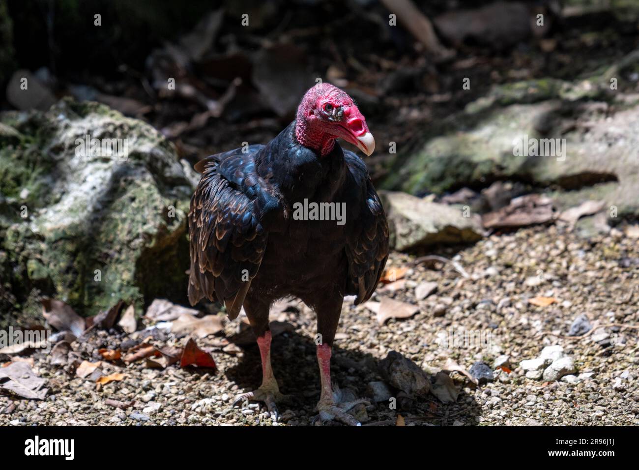 Le condor Californien, Yucatan, Mexico Stock Photo - Alamy