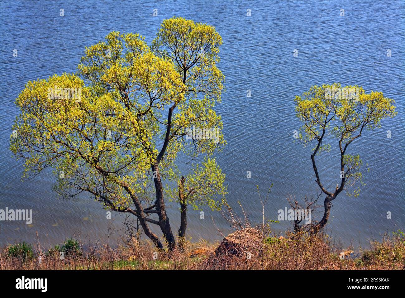 Spring and at the river - extensive acacia over water Stock Photo - Alamy