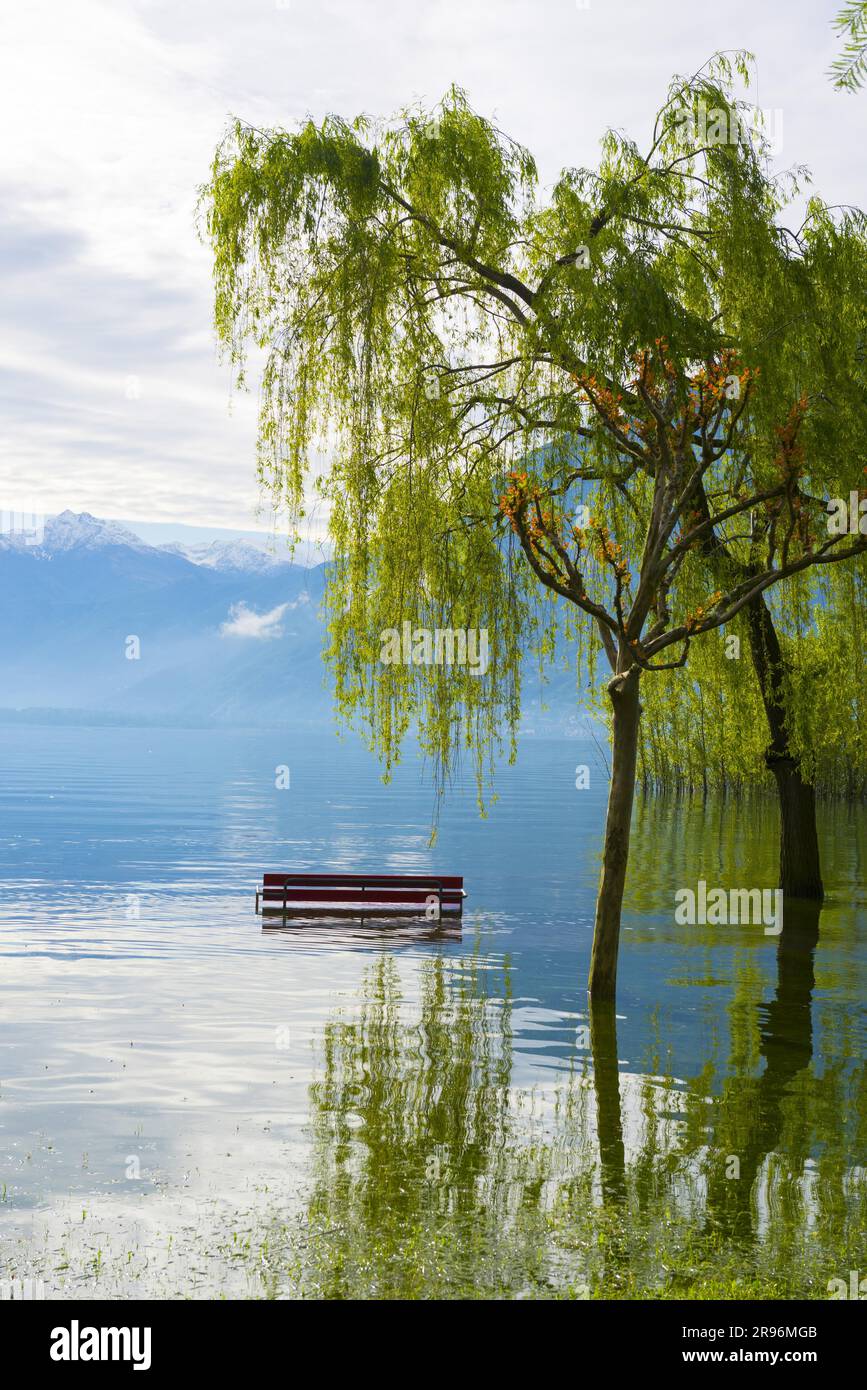 Bench with Trees on a Flooding Alpine Lake Maggiore with Snow-capped ...