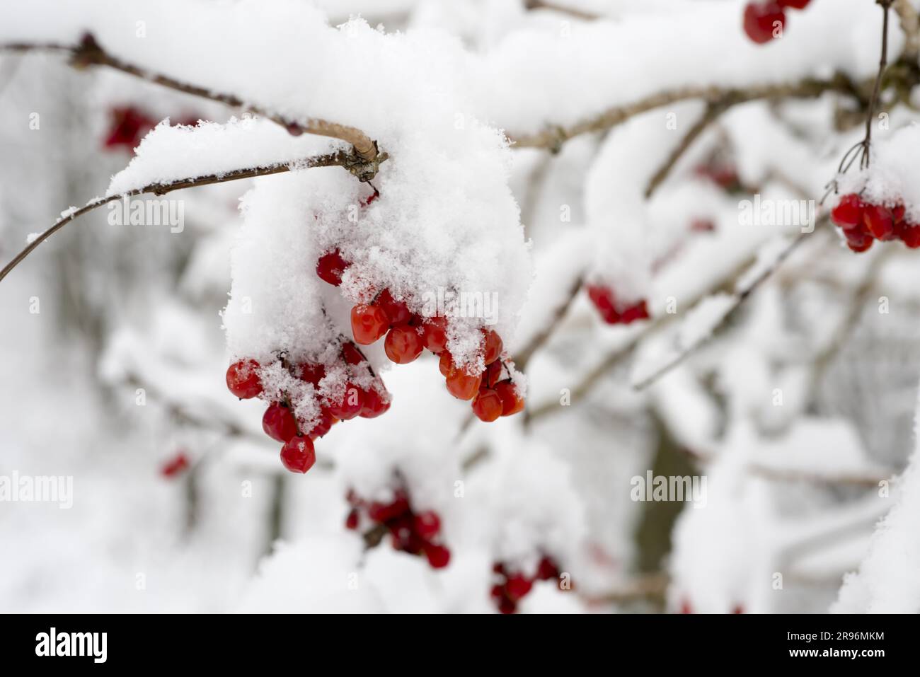 Red Fruit Hanging on a Tree Branch with Snow in Switzerland Stock Photo ...
