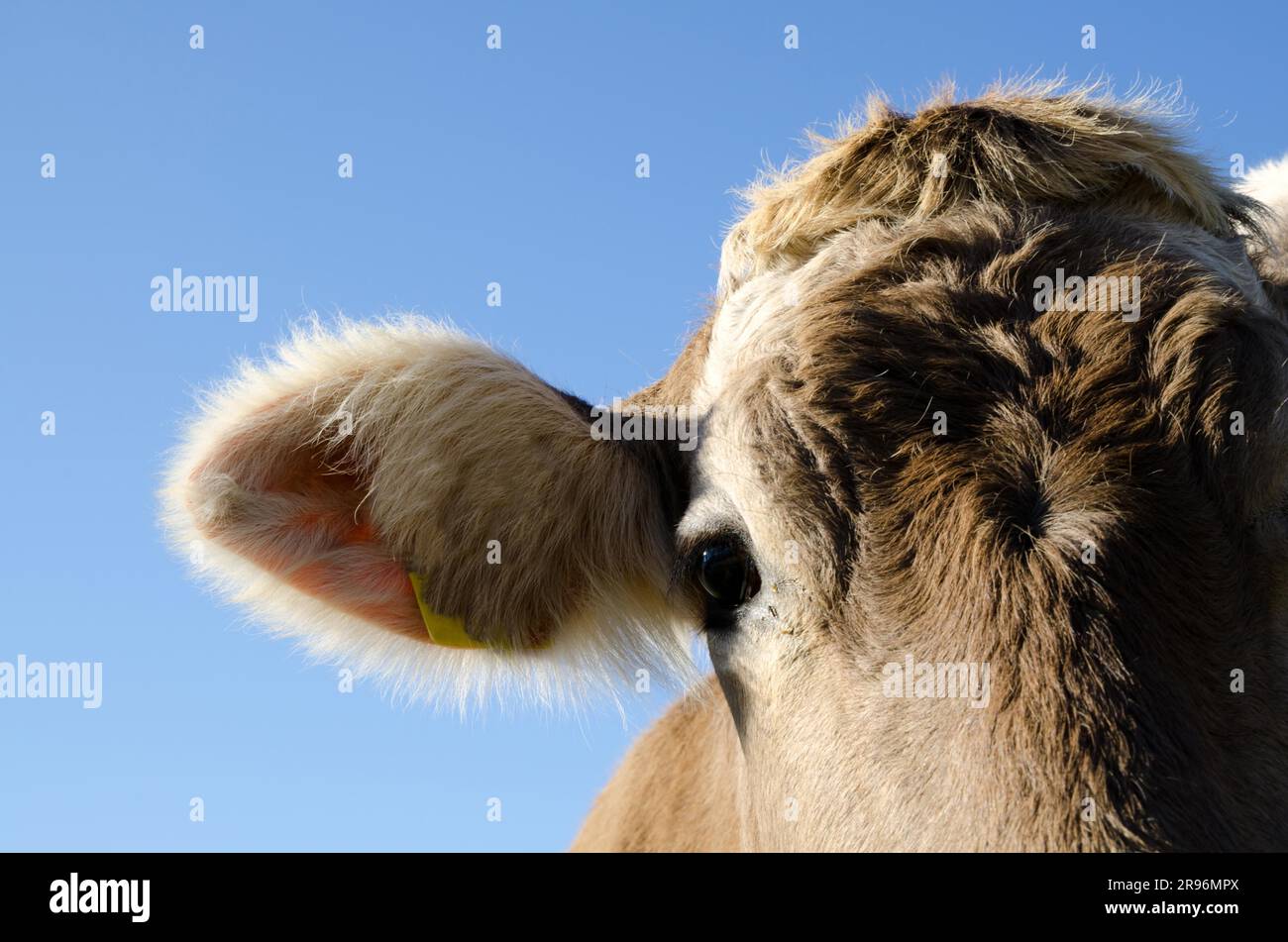 Headshot on a Cow Stock Photo - Alamy