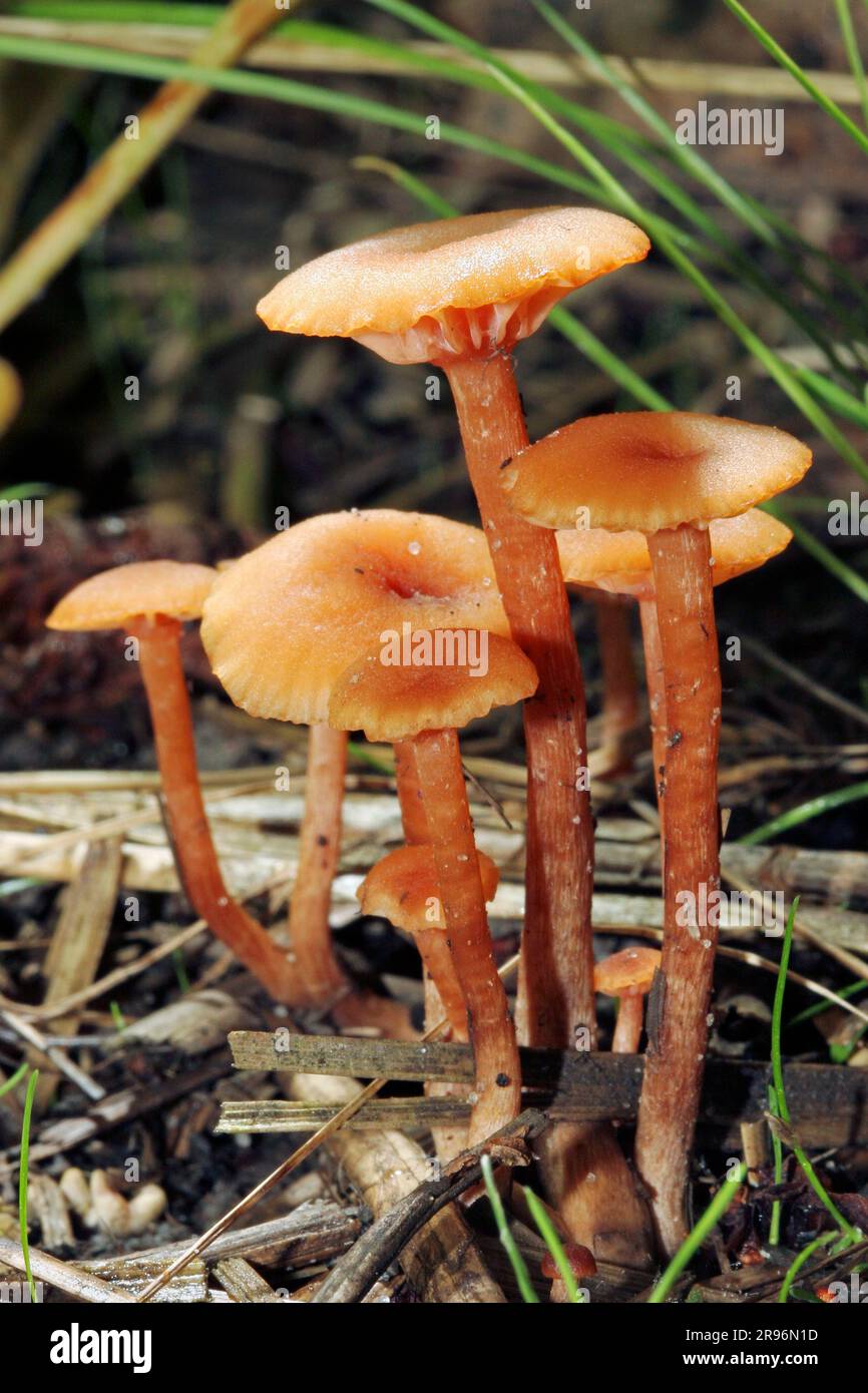 Laccaria laccata deceiver fungus hi-res stock photography and images ...