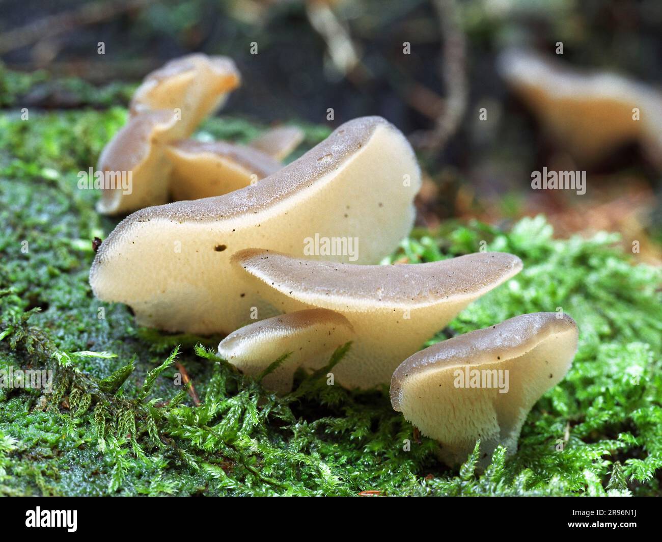 Toothed jelly fungus (Pseudohydnum gelatinosum), Schleswig Holstein ...