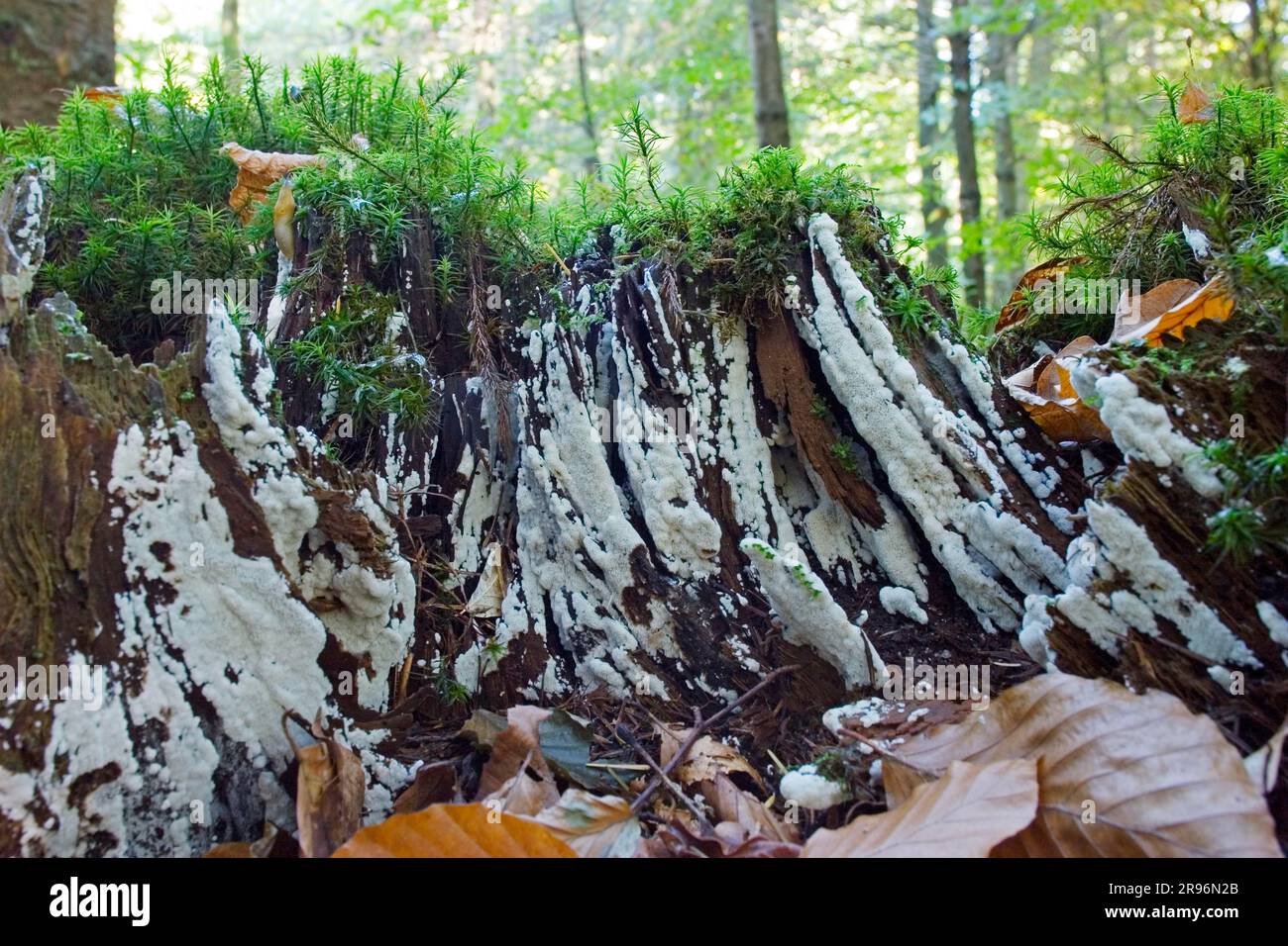 White pore fungus on deadwood, Lower Saxony (Antrodia vaillantii ...