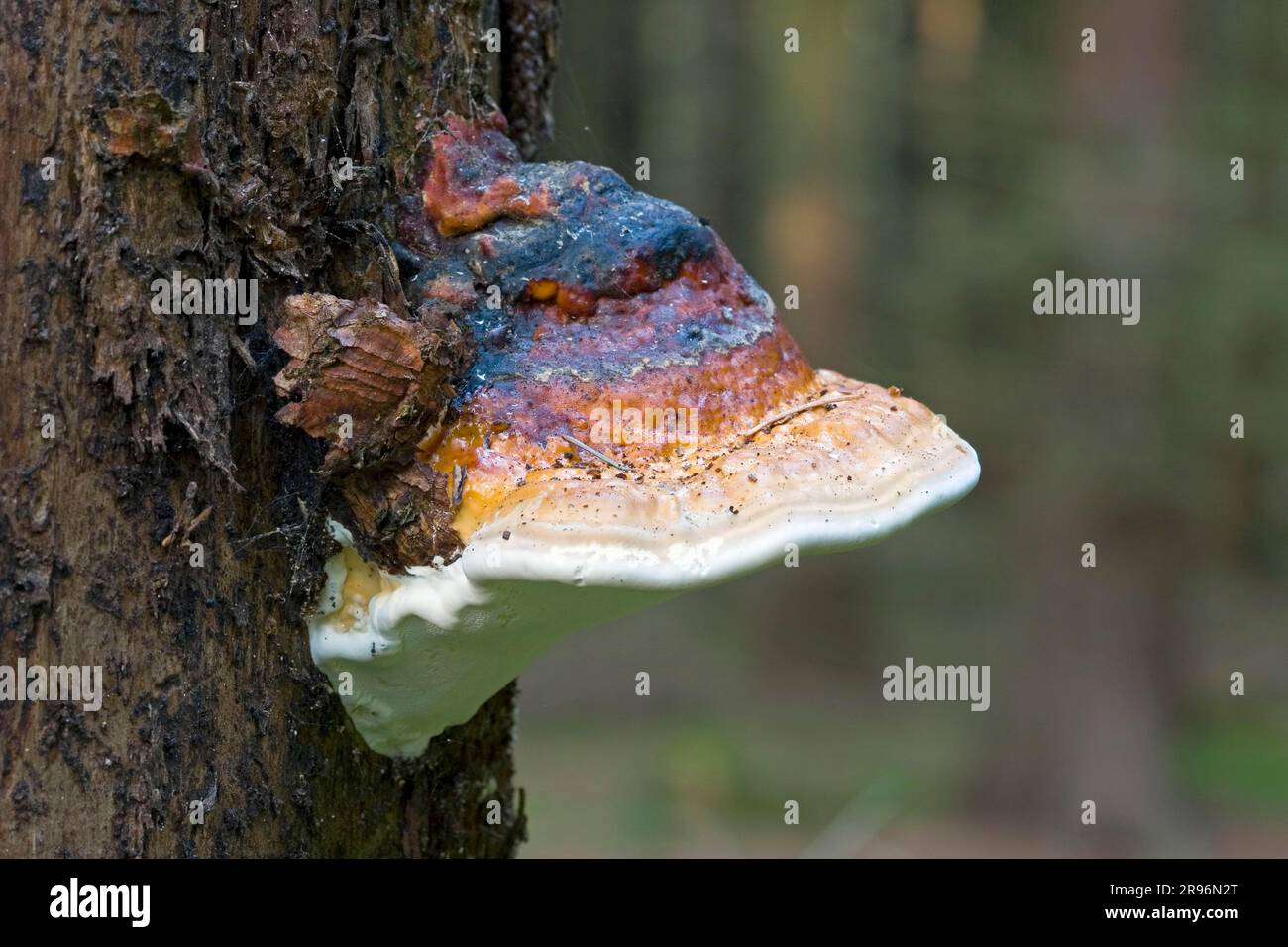 Red Banded Polypore (Red Banded Polypore), Schleswig-Holstein, Germany ...