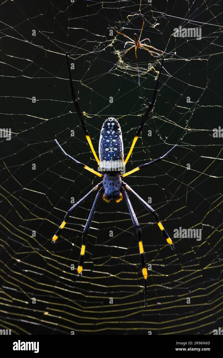 Silk spiders (Nephilia senegalensis), Kruger National Park, Mpumalanga ...