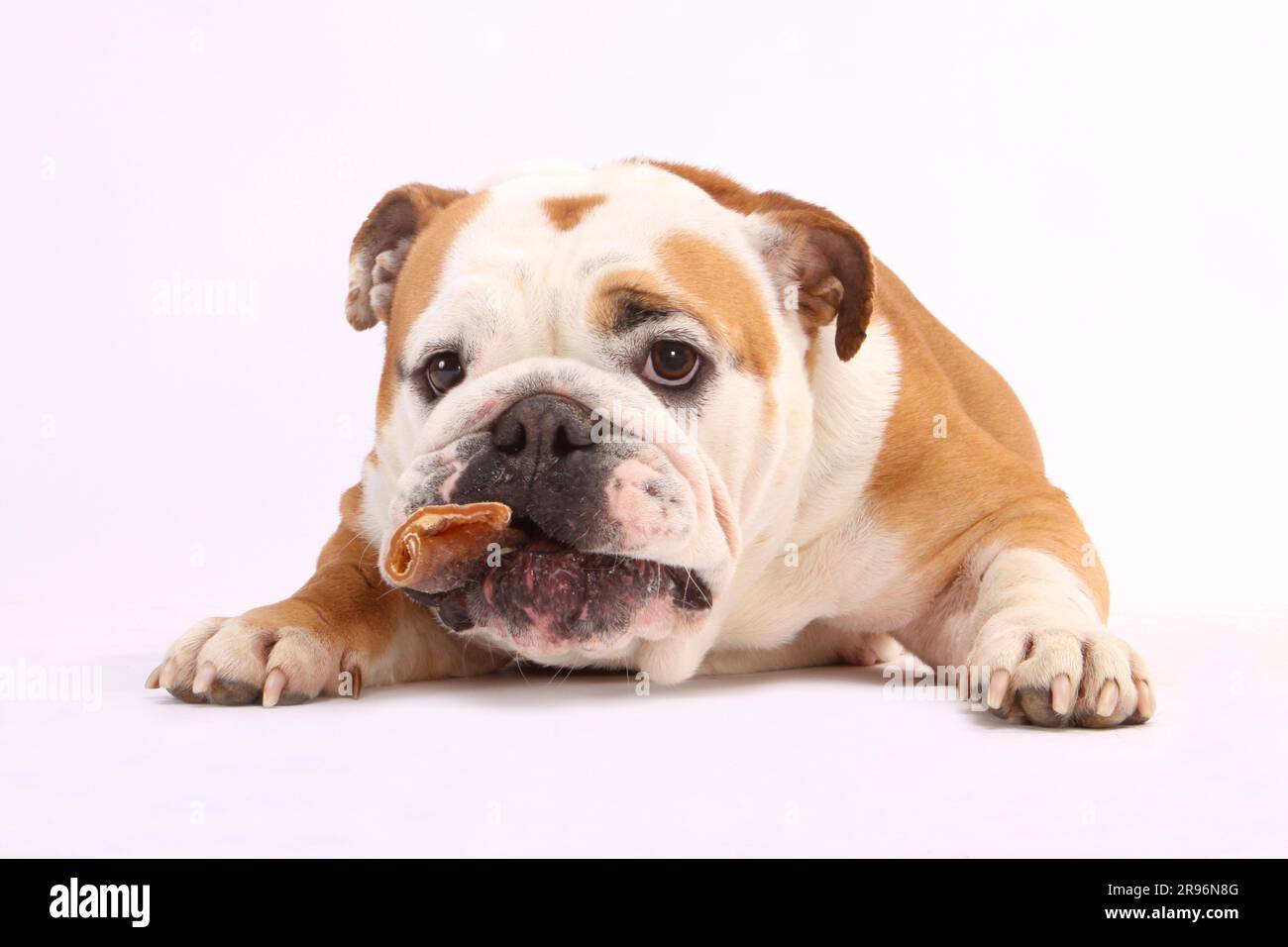 English Bulldog with chewing bone, chewing toy, chewing article Stock ...
