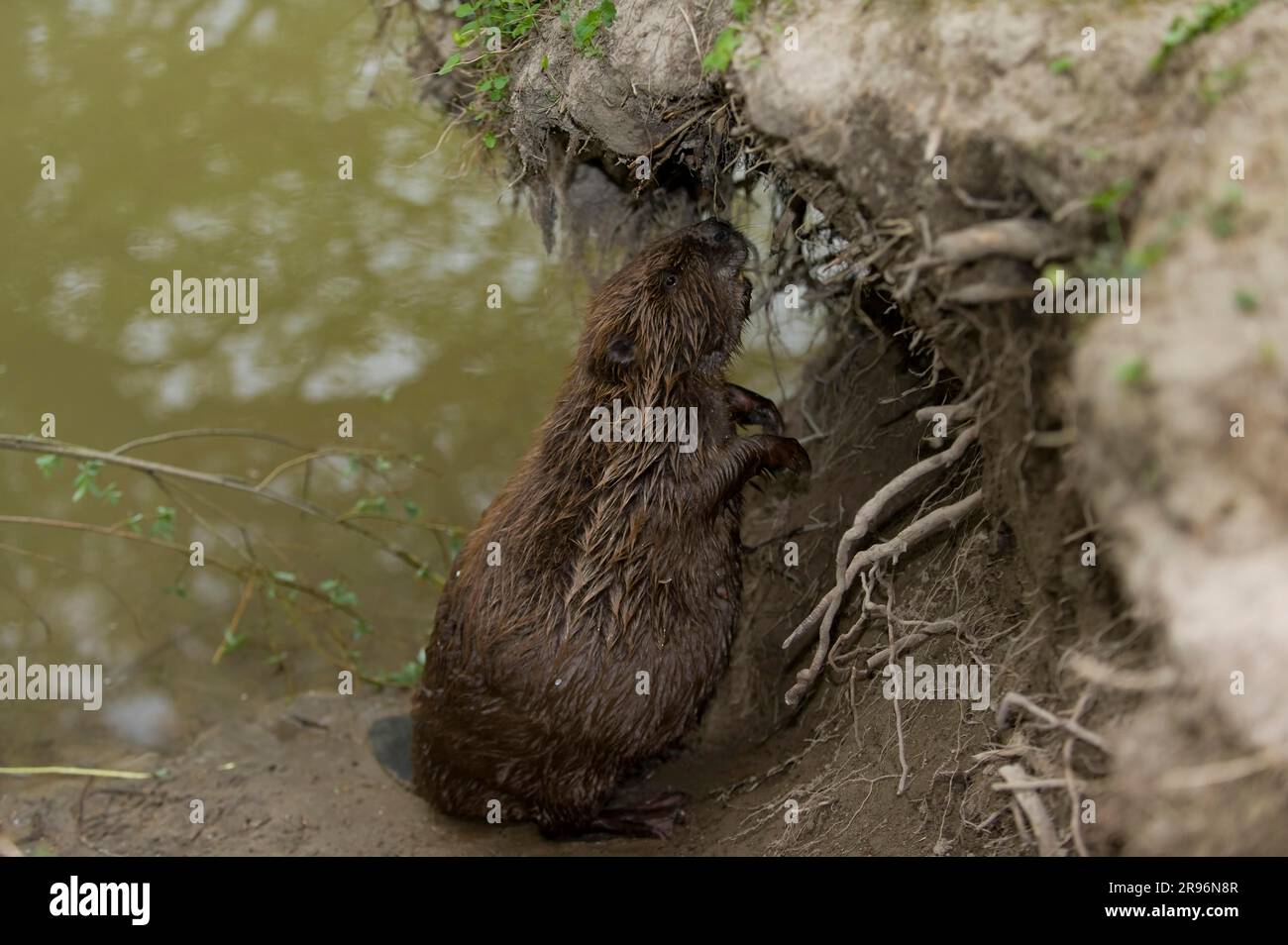 Female beaver castor fiber hi-res stock photography and images - Alamy