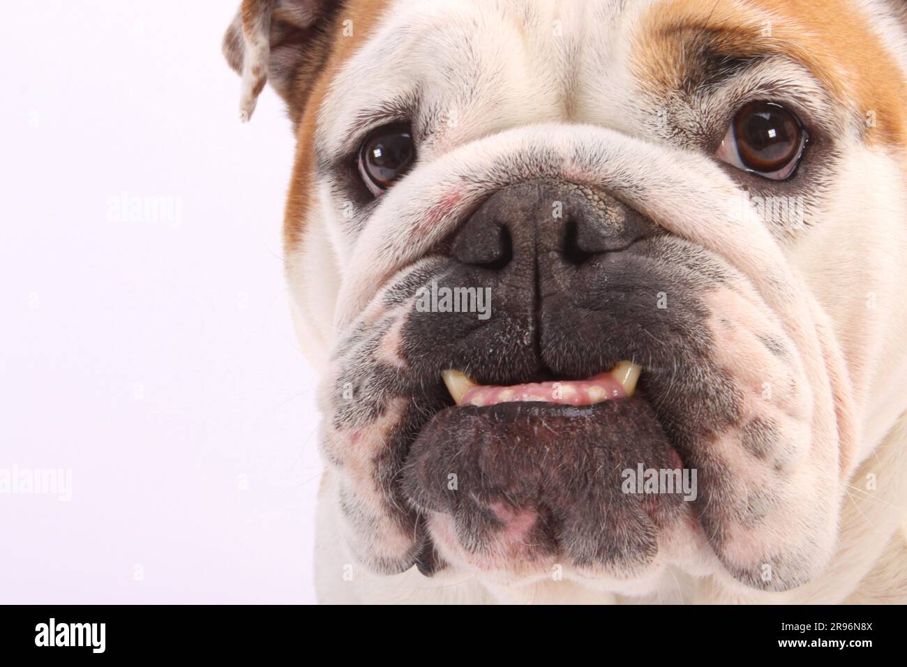 English bulldog face hi-res stock photography and images - Alamy