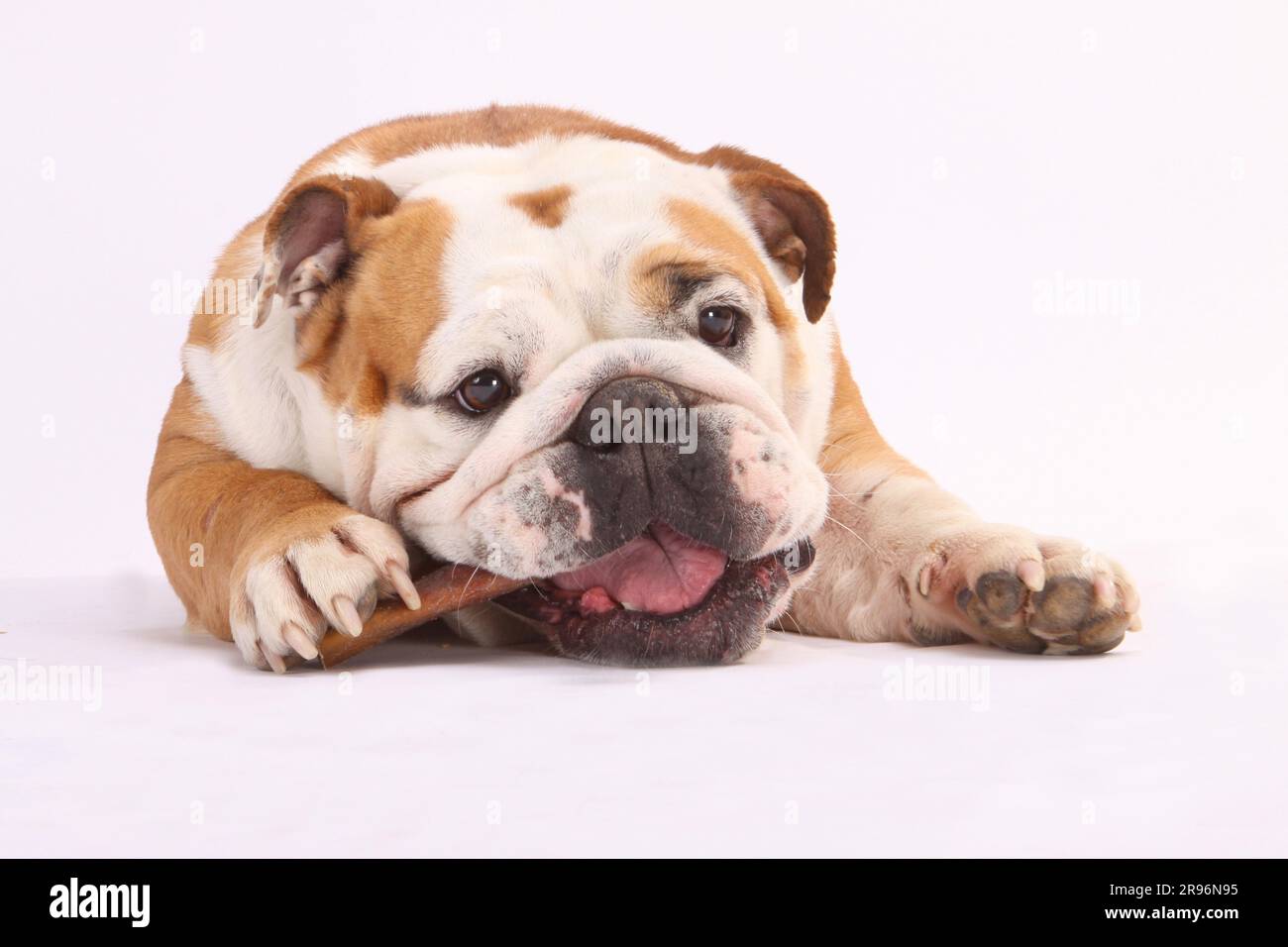 English Bulldog with chewing bone, chewing toy, chewing article Stock ...