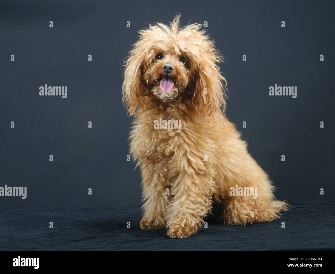 Dwarf poodle, red-apricot, Toypoodle Stock Photo - Alamy