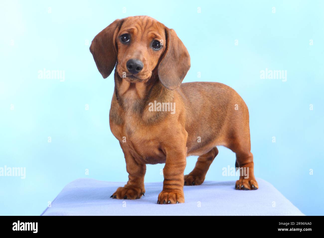 Red And Tan Dachshund Puppies