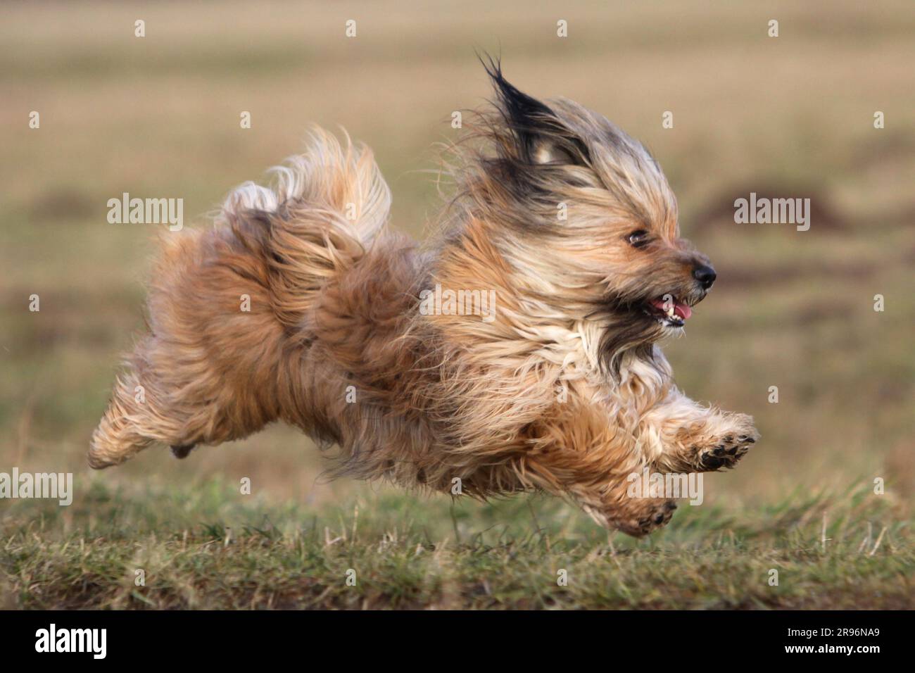 Havanese, Bichon Havanais, Bichon Habanero Stock Photo - Alamy
