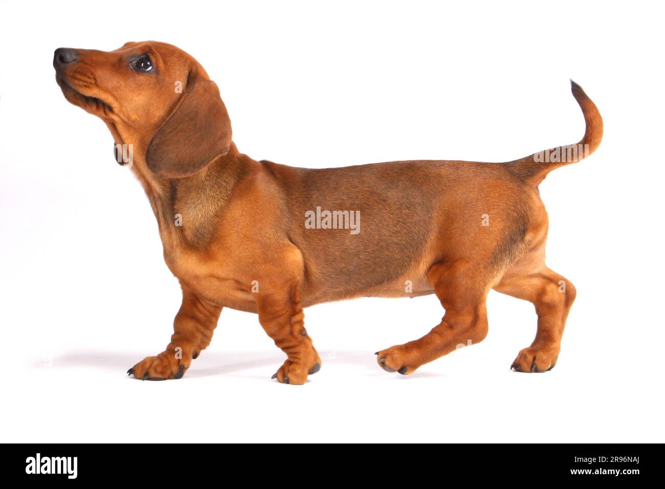 Shorthaired dachshund, red, Dachshund, dachshund, lateral Stock Photo ...
