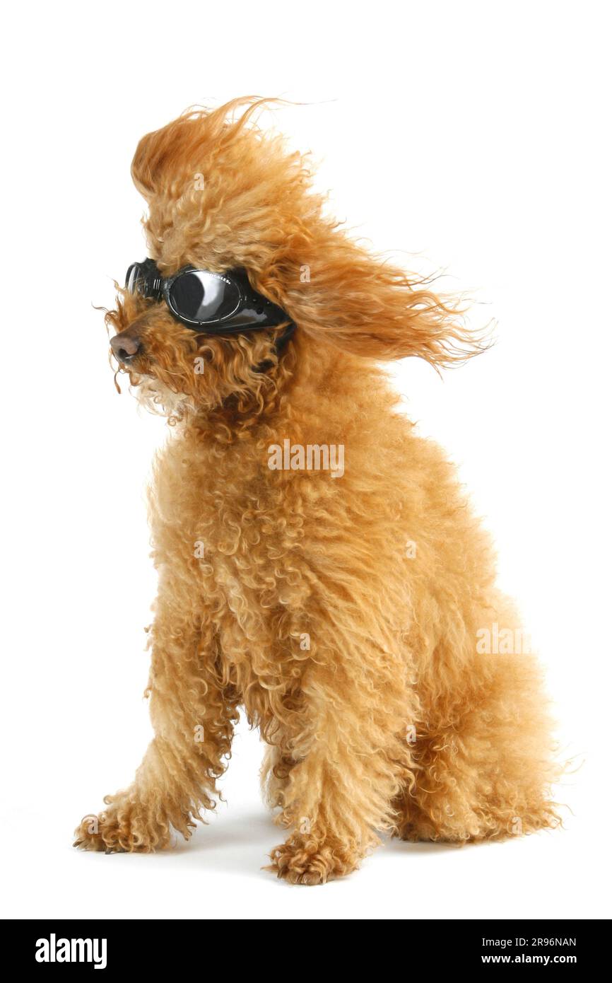 Dwarf poodle, red-apricot, Toypoodle, aviator glasses, wind Stock Photo ...