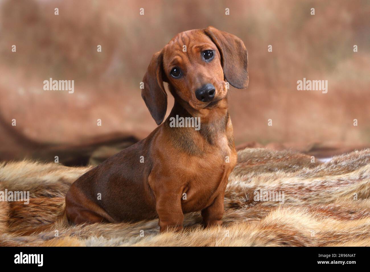 Dachshund face hi-res stock photography and images - Alamy