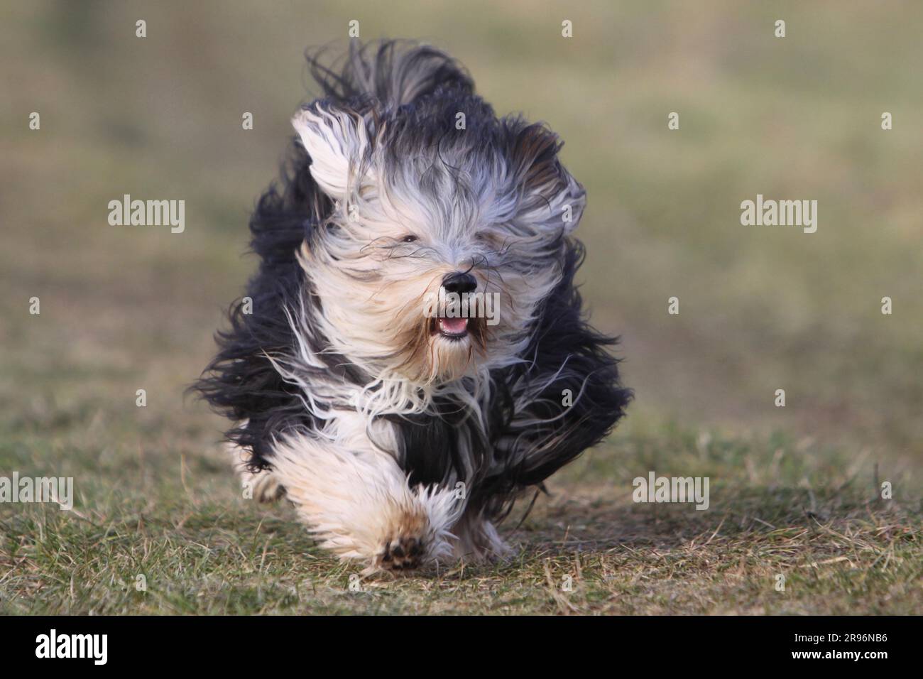 Havanese, Bichon Havanais, Bichon Habanero Stock Photo - Alamy